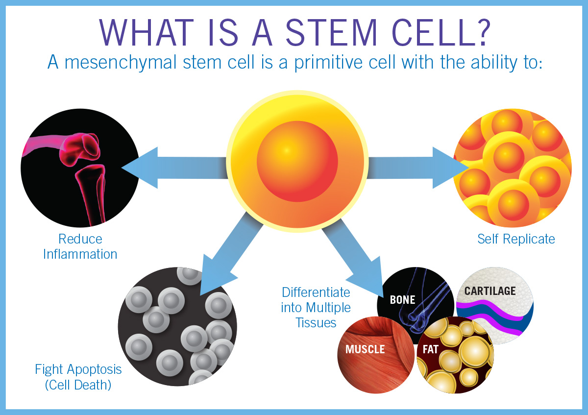 Stem Cell Therapy: A Breakthrough in Medicine – ALBGTC Med
